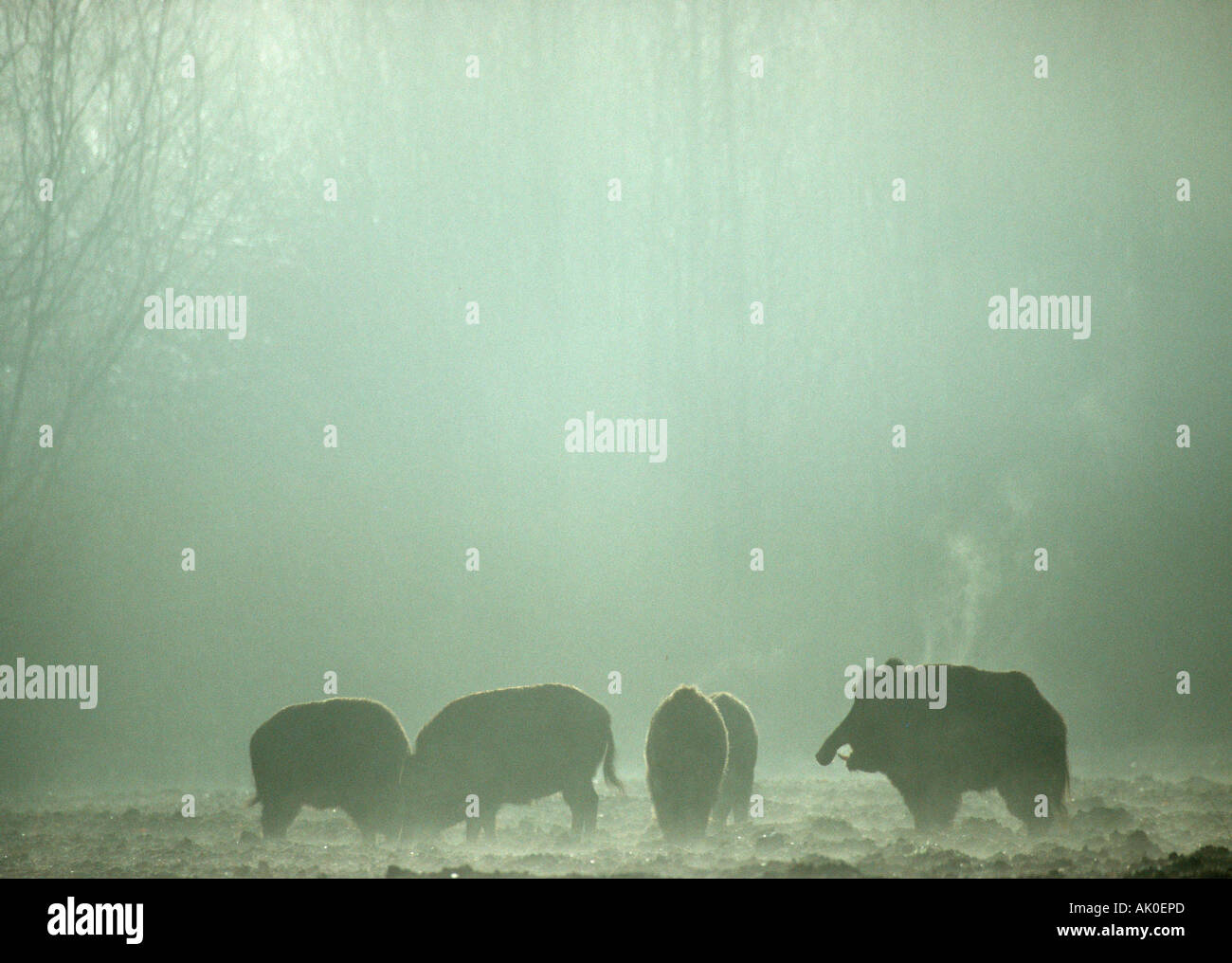 Five wild boars hi-res stock photography and images - Alamy
