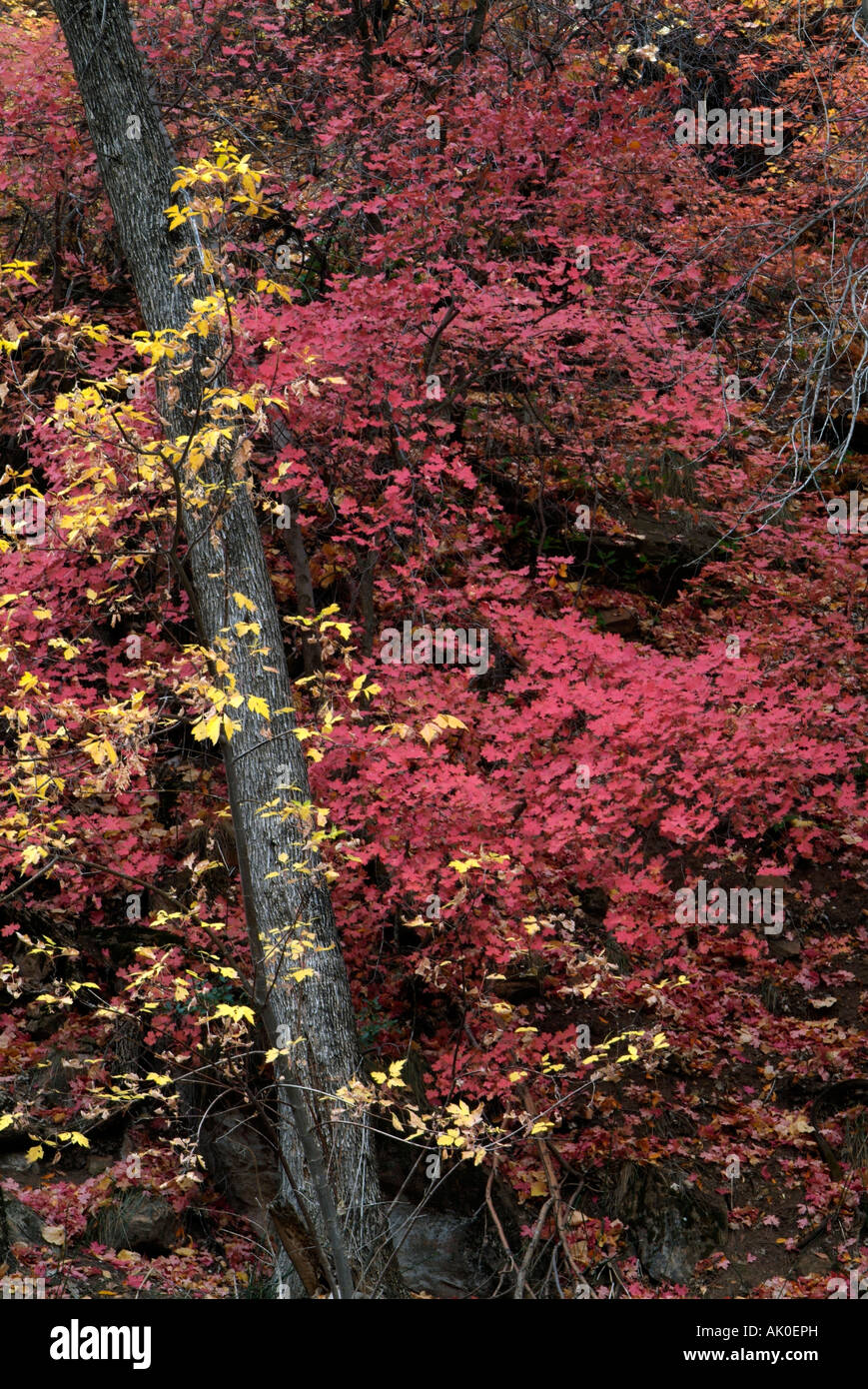 Bigtooth maple tree hi-res stock photography and images - Alamy