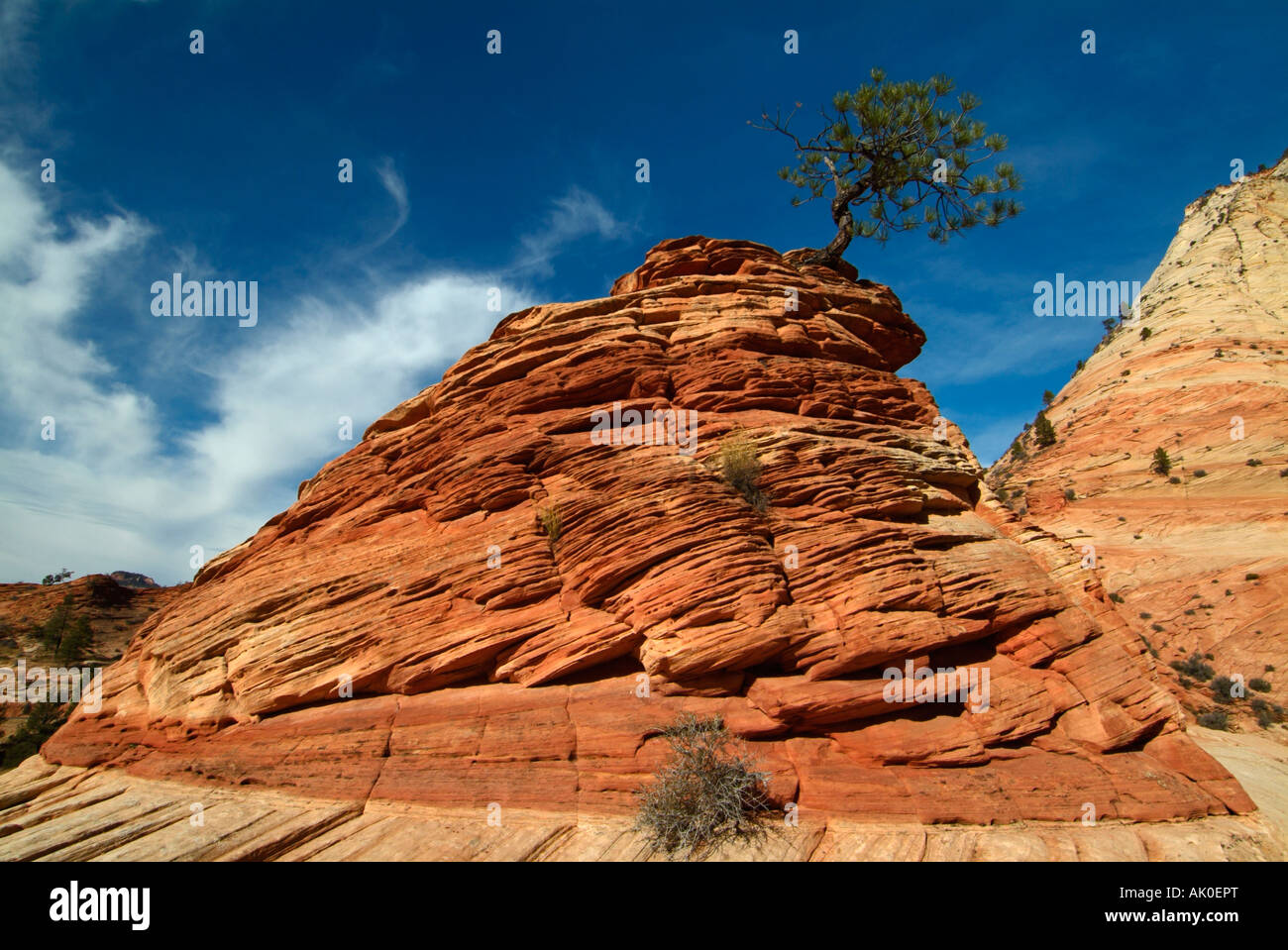 Dwarf ponderosa pine on a pyramid shaped sandstone overcropping with ...
