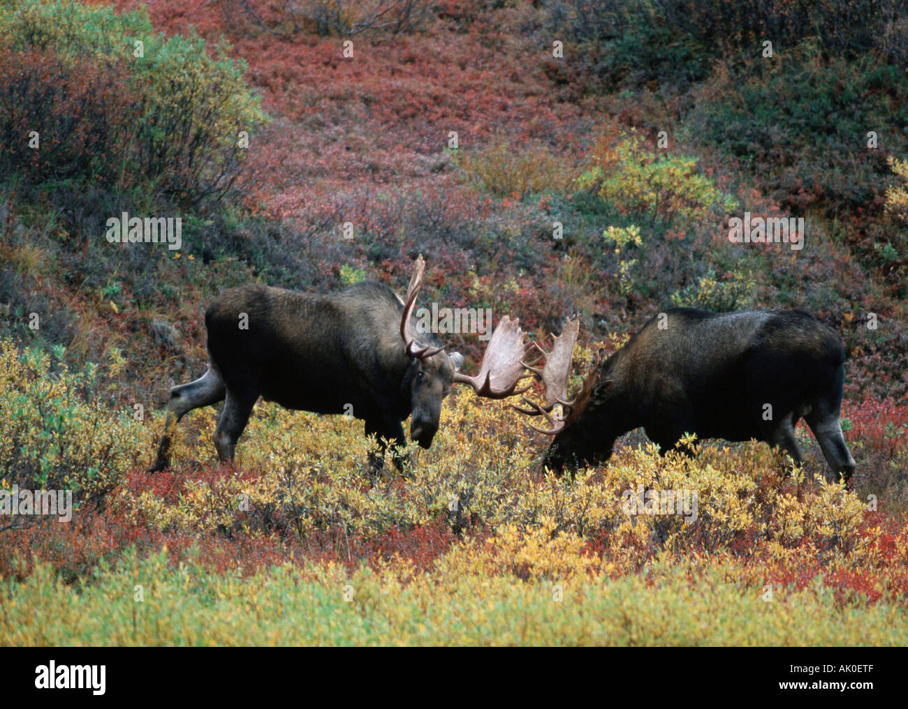 Two moose fighting High Resolution Stock Photography and Images - Alamy