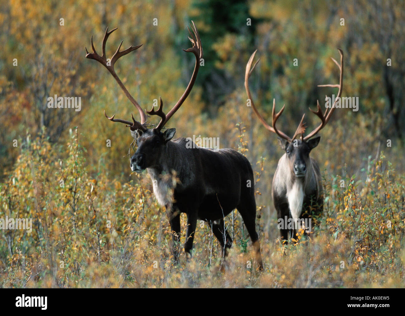 Two caribou, alaska hi-res stock photography and images - Alamy