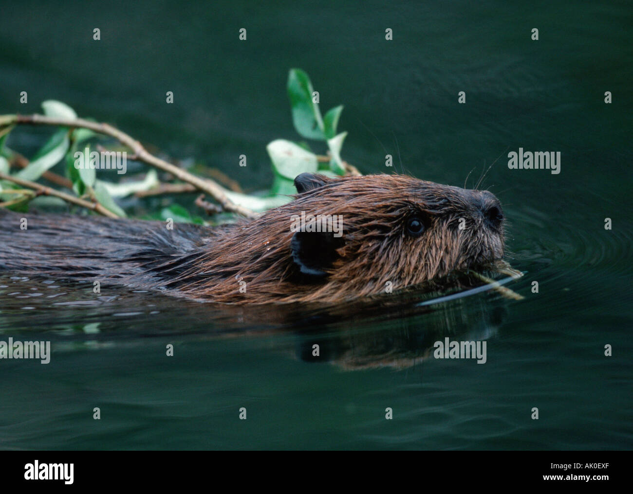North American Beaver Stock Photo - Alamy