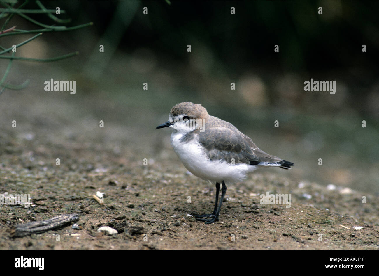 Red capped plover bird hi-res stock photography and images - Alamy
