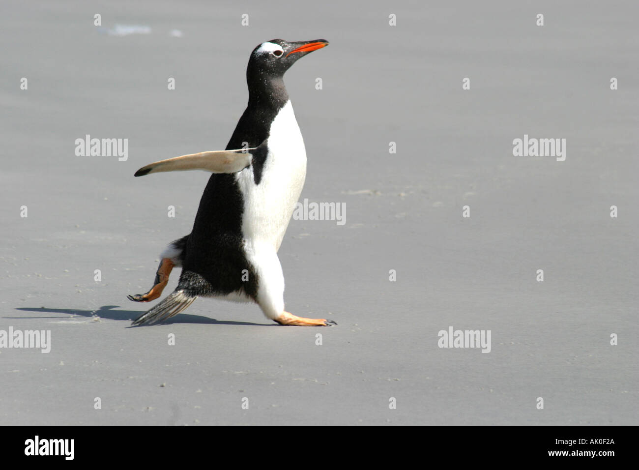 Lively island falkland hi-res stock photography and images - Alamy