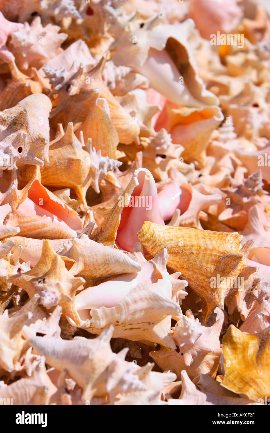 pile of Caribbean Conch shells Stock Photo - Alamy