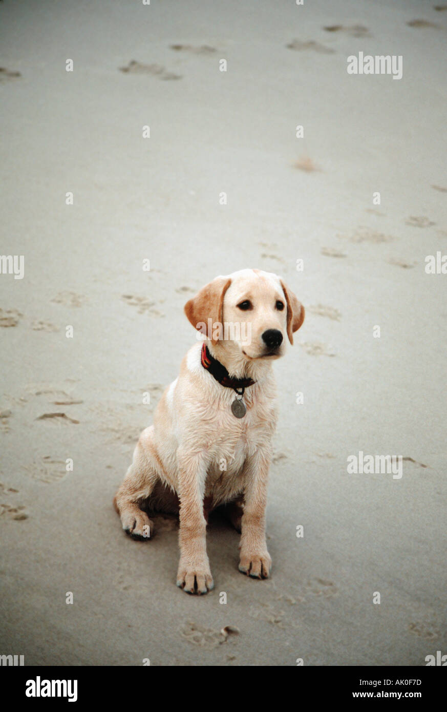 Yellow Lab Puppy Sitting
