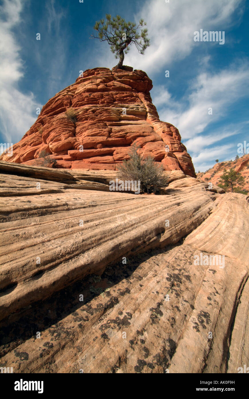 Dwarf ponderosa pine on a pyramid shaped sandstone overcropping with ...