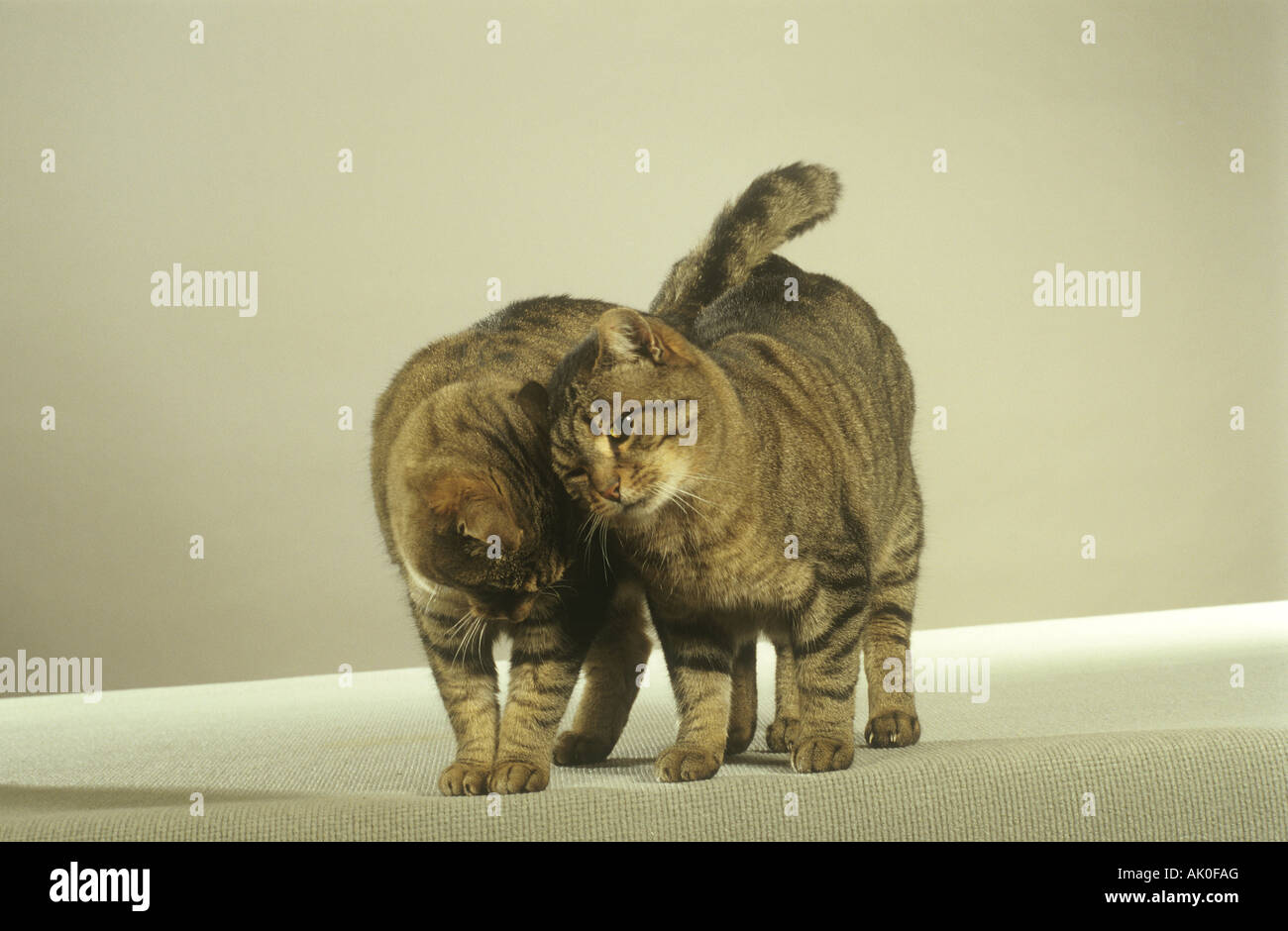 two tabby domestic cats - smooching Stock Photo - Alamy