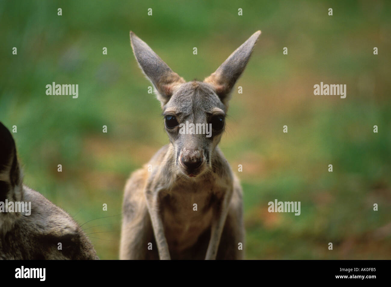 Baby roo kangaroo a western grey at Cleland wildlife park Adelaide ...