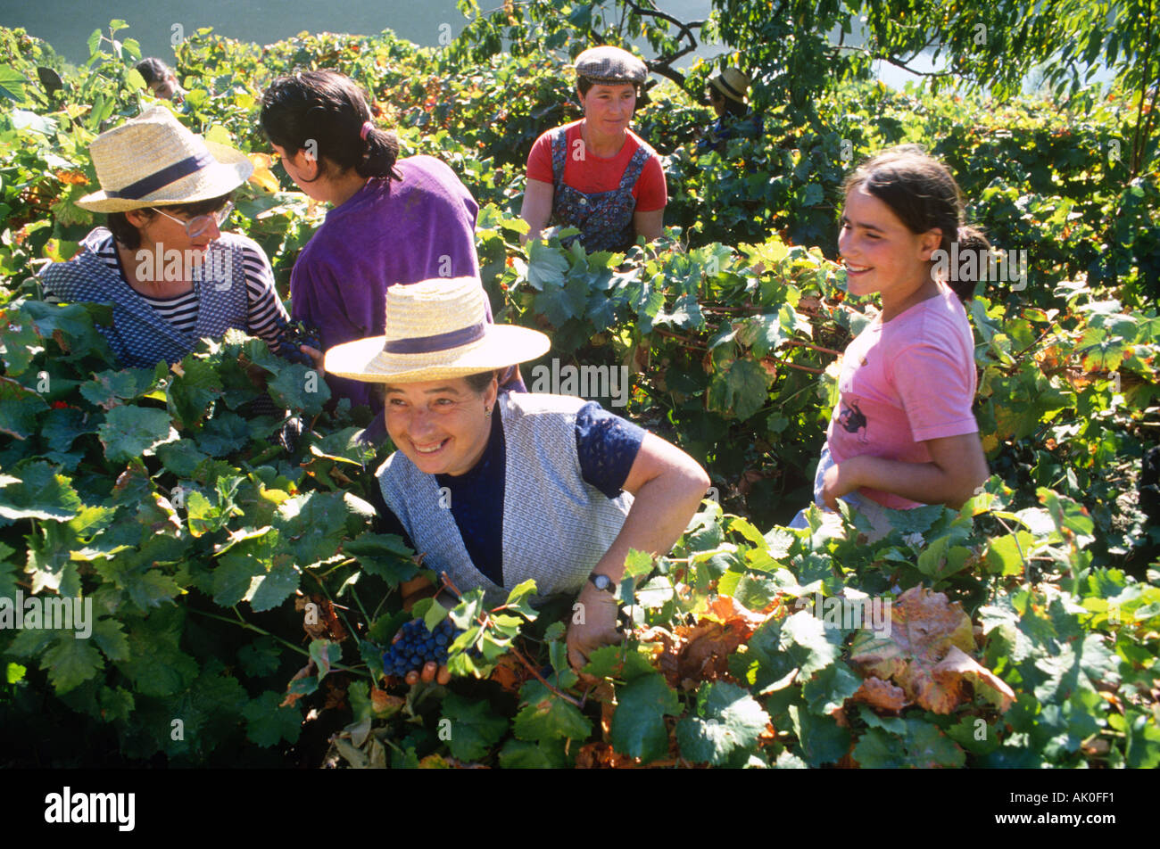 Europe Portugal Agriculture Vineyard Havesting of Grapes for Port in ...
