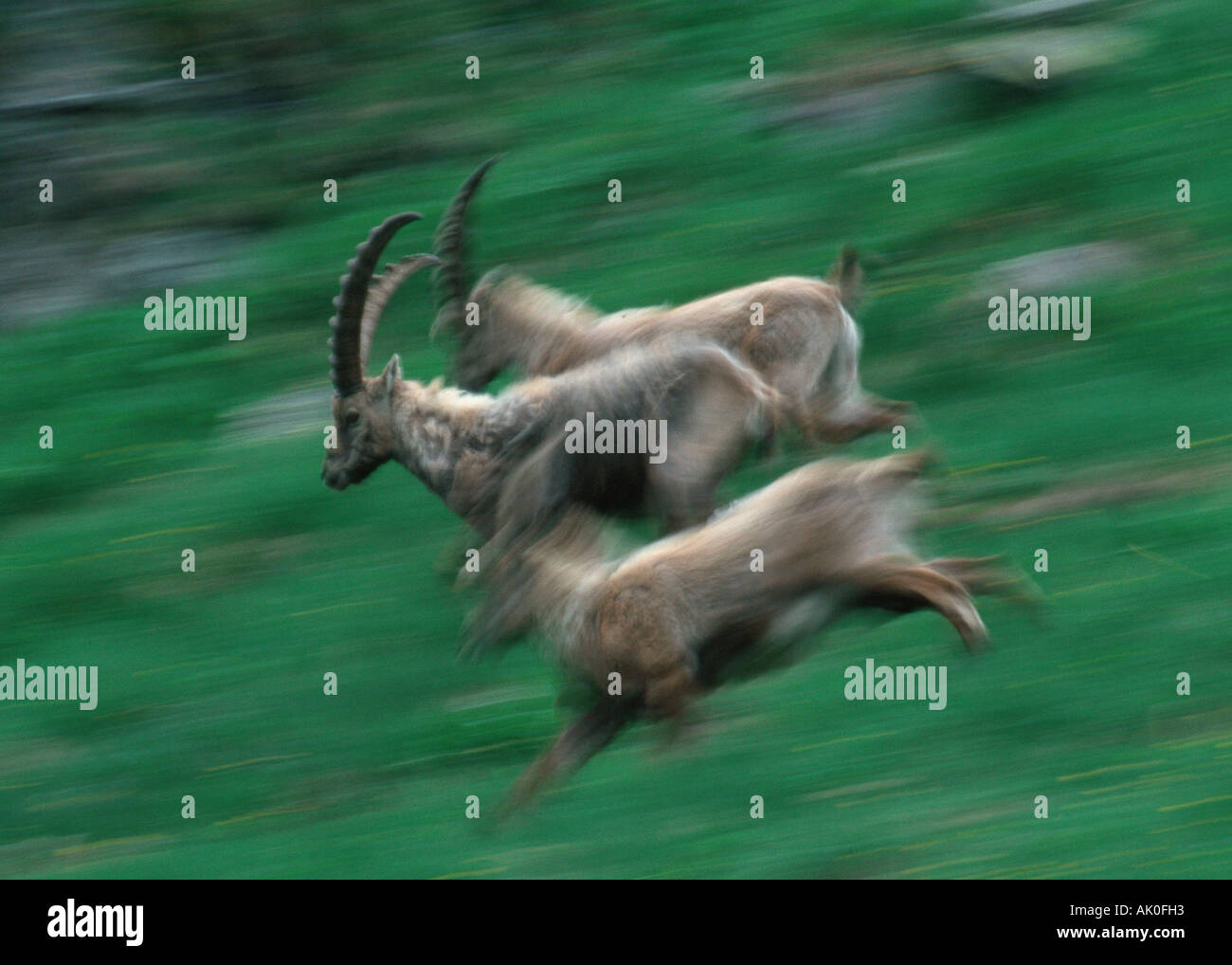 Alpine ibex running hi-res stock photography and images - Alamy