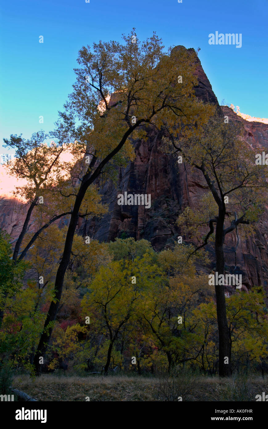 Cottonwood trees whose growth mimics the shape of the sandstone cliff ...