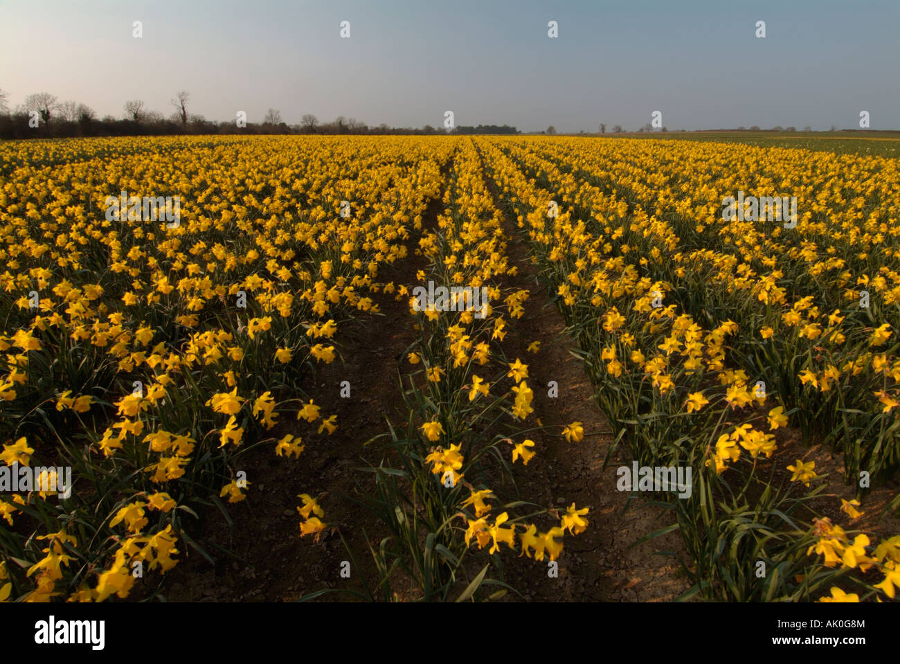 field of daffodils planted for commercial production in north county ...