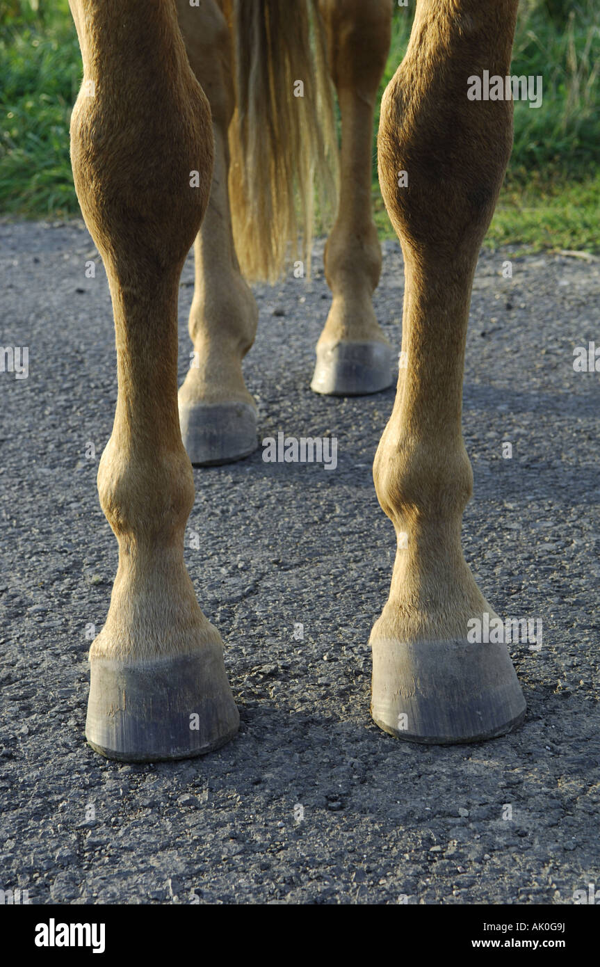 four horse legs on road Stock Photo - Alamy
