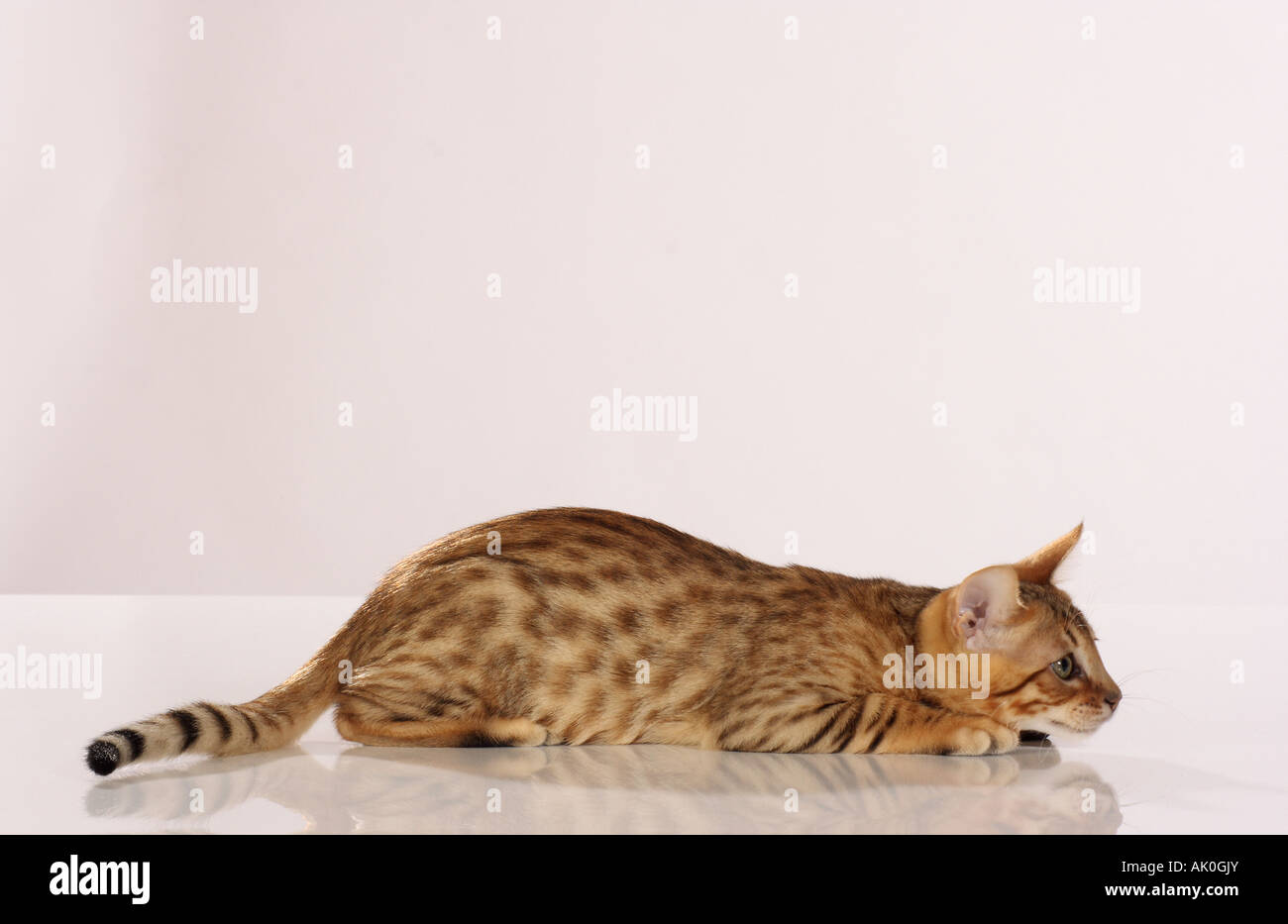 Cat creeping inside hi-res stock photography and images - Alamy