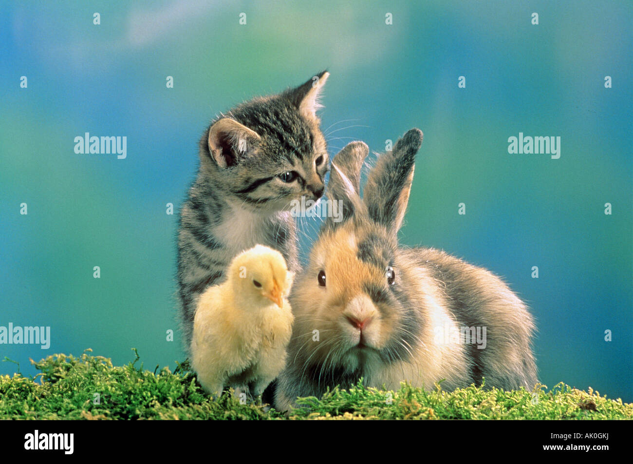 Chick kitten and rabbit hi-res stock photography and images - Alamy