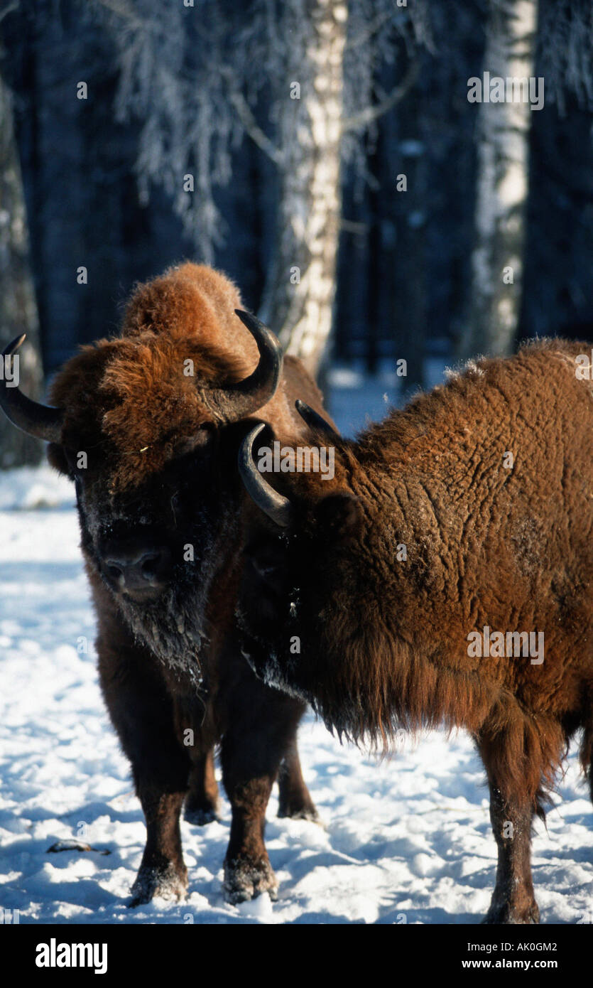 European Bison / Wisent Stock Photo - Alamy