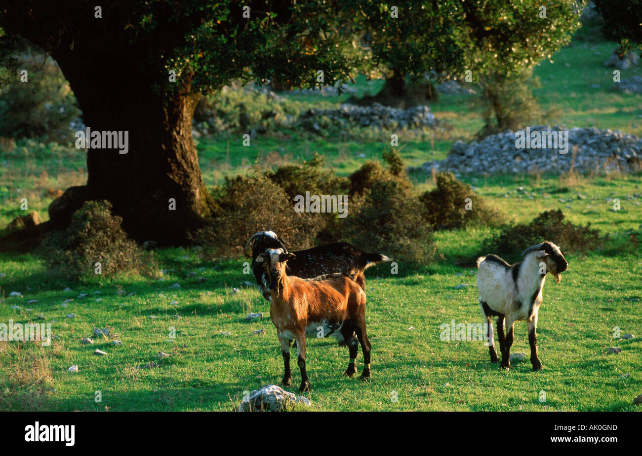 Goat / Evergreen Oak / Holm Oak Stock Photo - Alamy