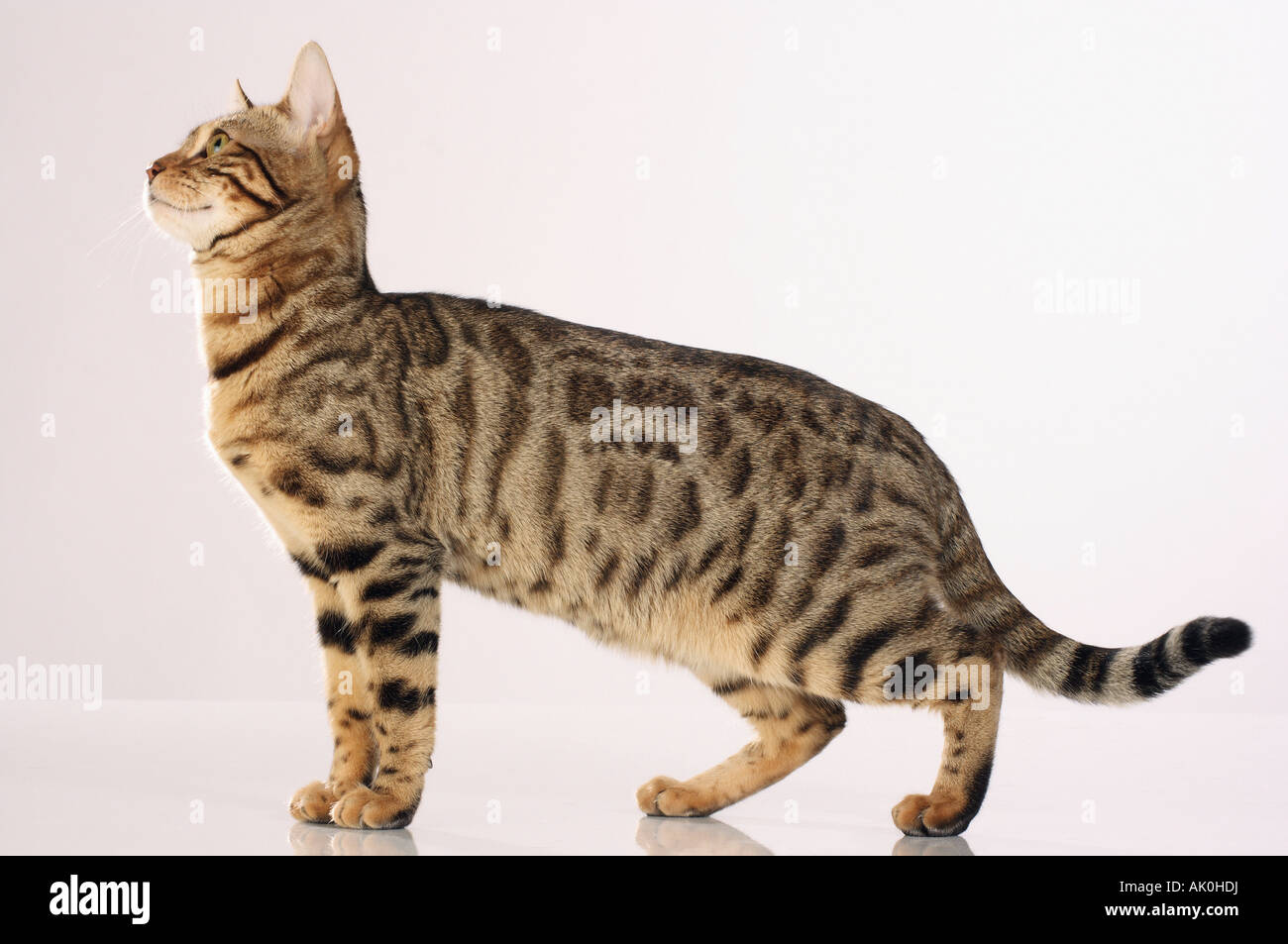 Cat Side View Standing