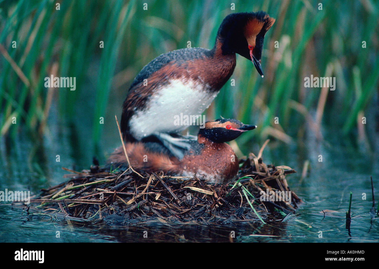 Pair of slavonian grebes hi-res stock photography and images - Alamy