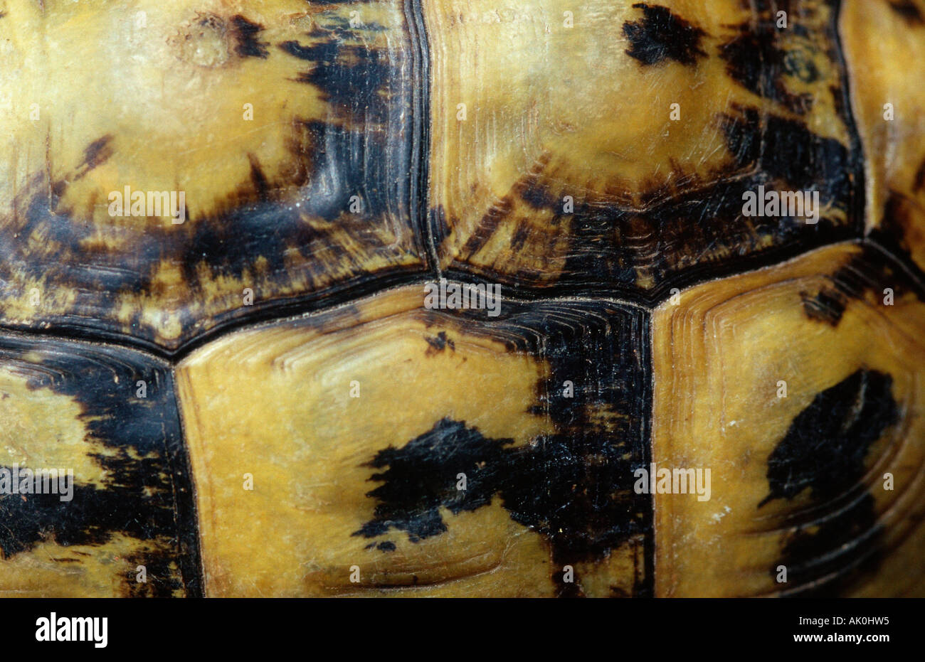 Greek Tortoise / Hermann's Tortoise Stock Photo - Alamy