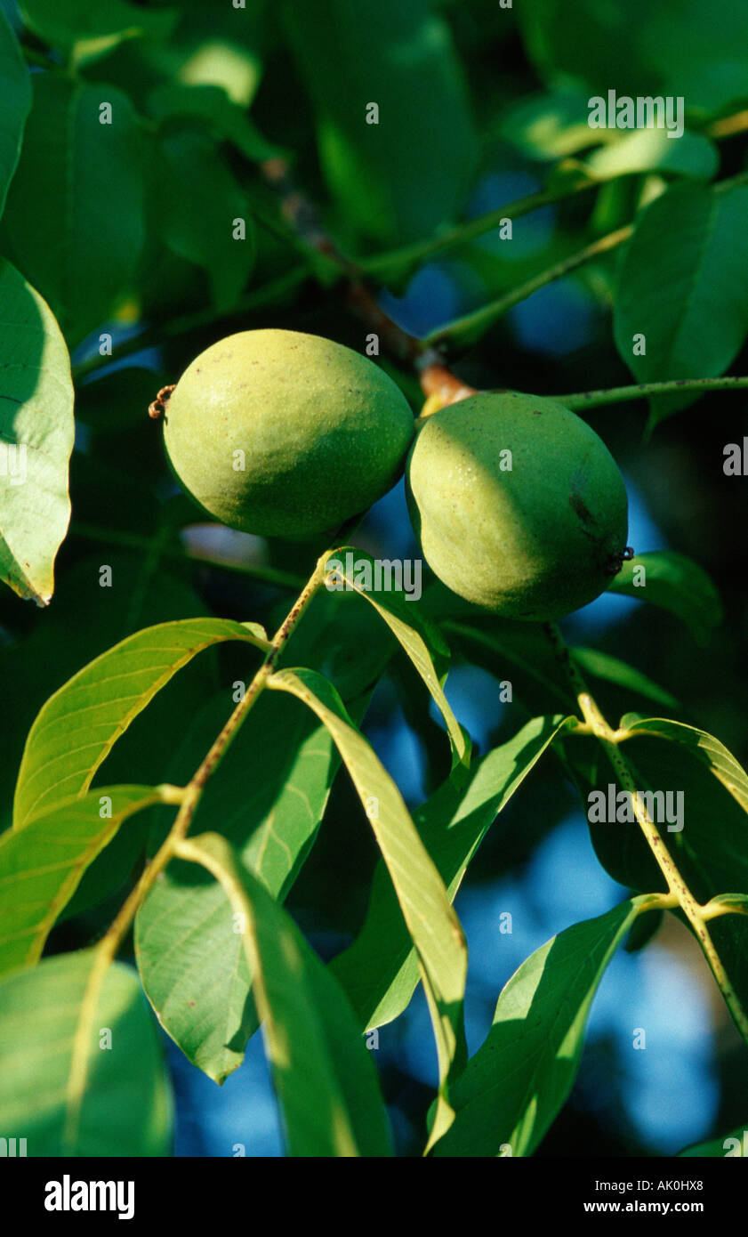 Useful walnut hi-res stock photography and images - Alamy