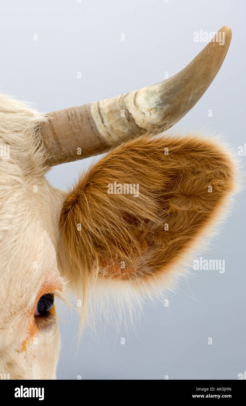 Foot and mouth cattle hi-res stock photography and images - Alamy
