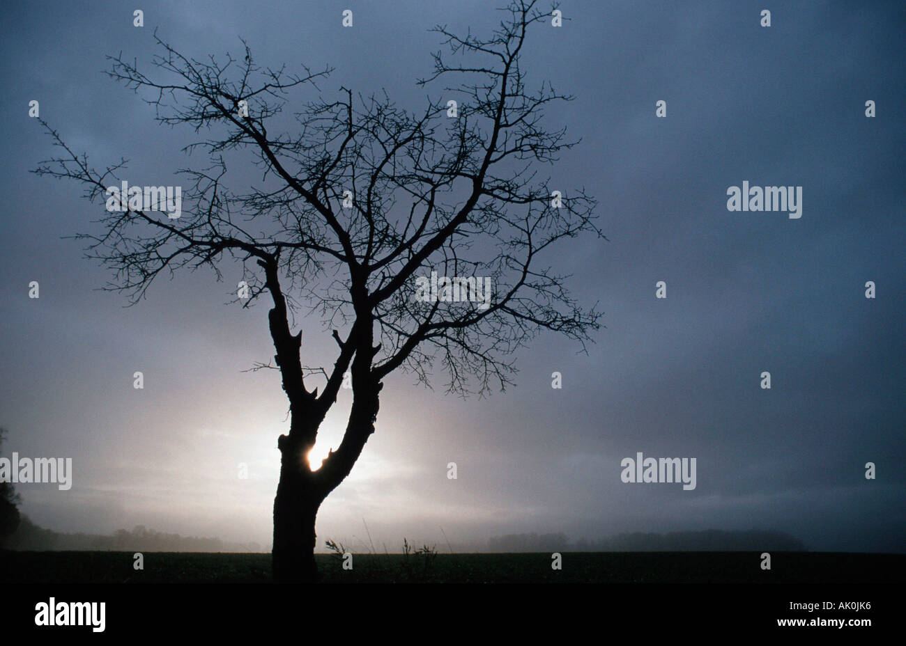 Tree in winter / Baum im Winter Stock Photo - Alamy