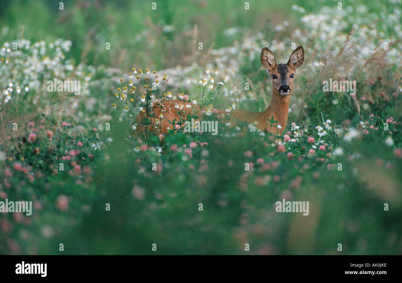 Reh deutschland hi-res stock photography and images - Alamy