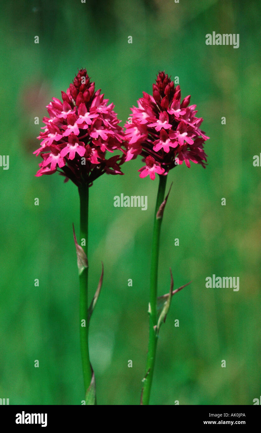 Pyramidal Orchid / Pyramidenorchidee / Pyramidenorchis Stock Photo - Alamy