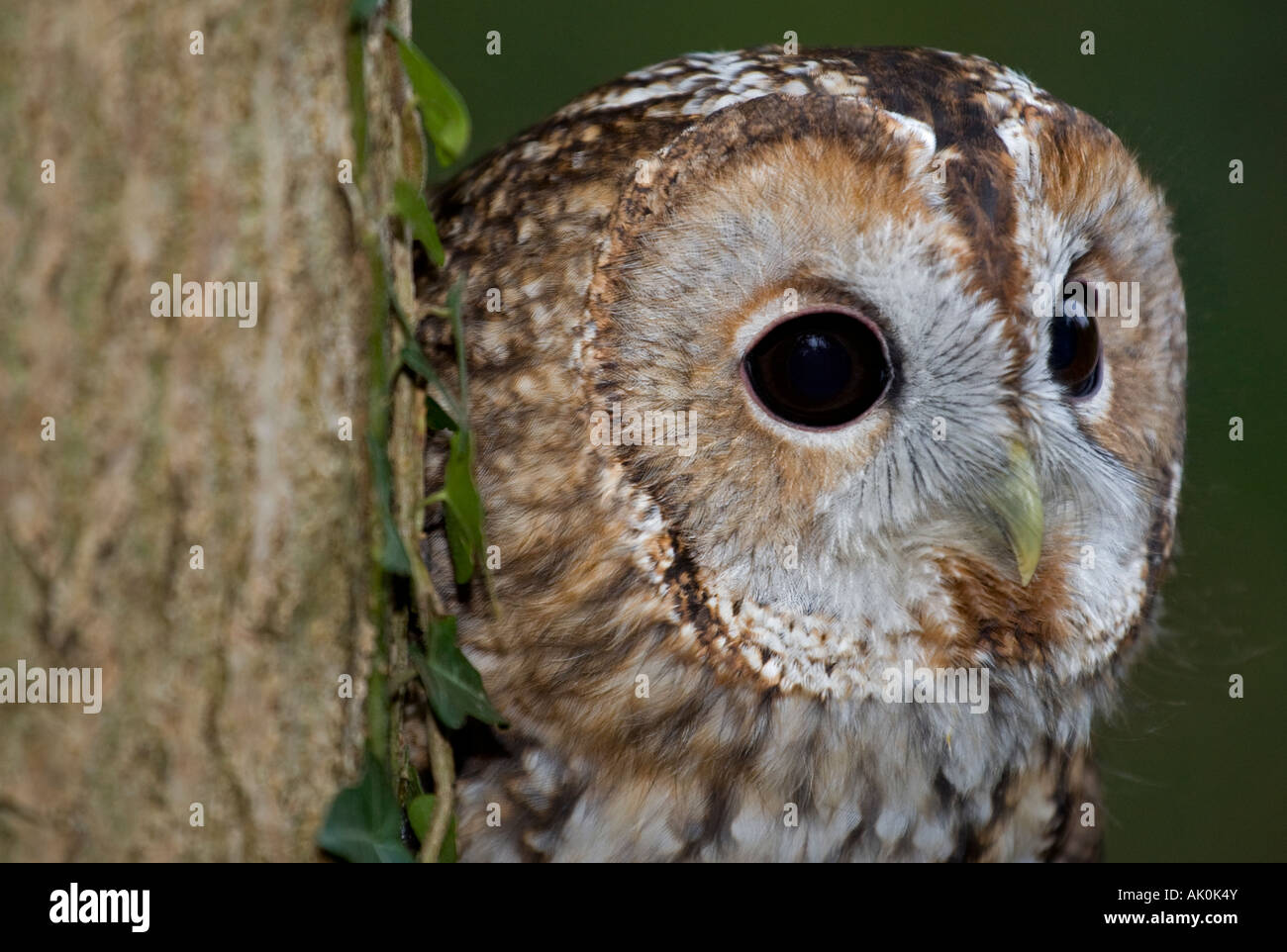 Tawny Owl peering around tree close up with leafs Stock Photo - Alamy