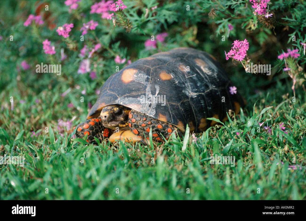 South American Red-footed Tortoise Stock Photo - Alamy