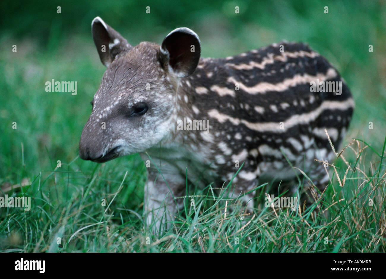 Brazilian Tapir / Lowland Tapir Stock Photo - Alamy