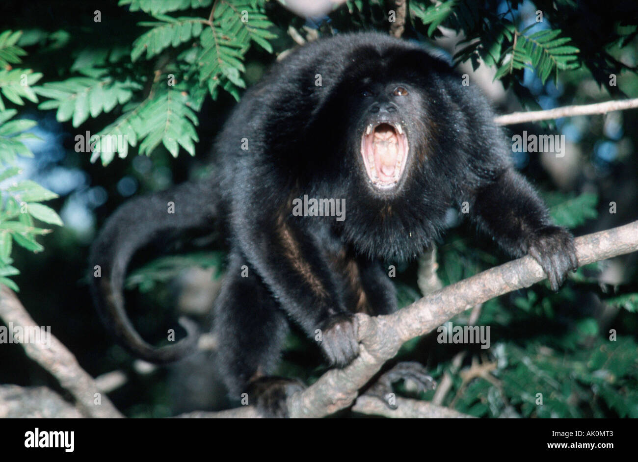 Black Howler Monkey Stock Photo - Alamy