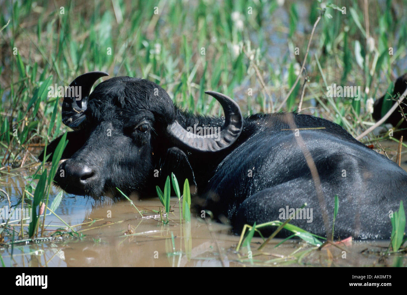 Bubalus arnee brazil hi-res stock photography and images - Alamy