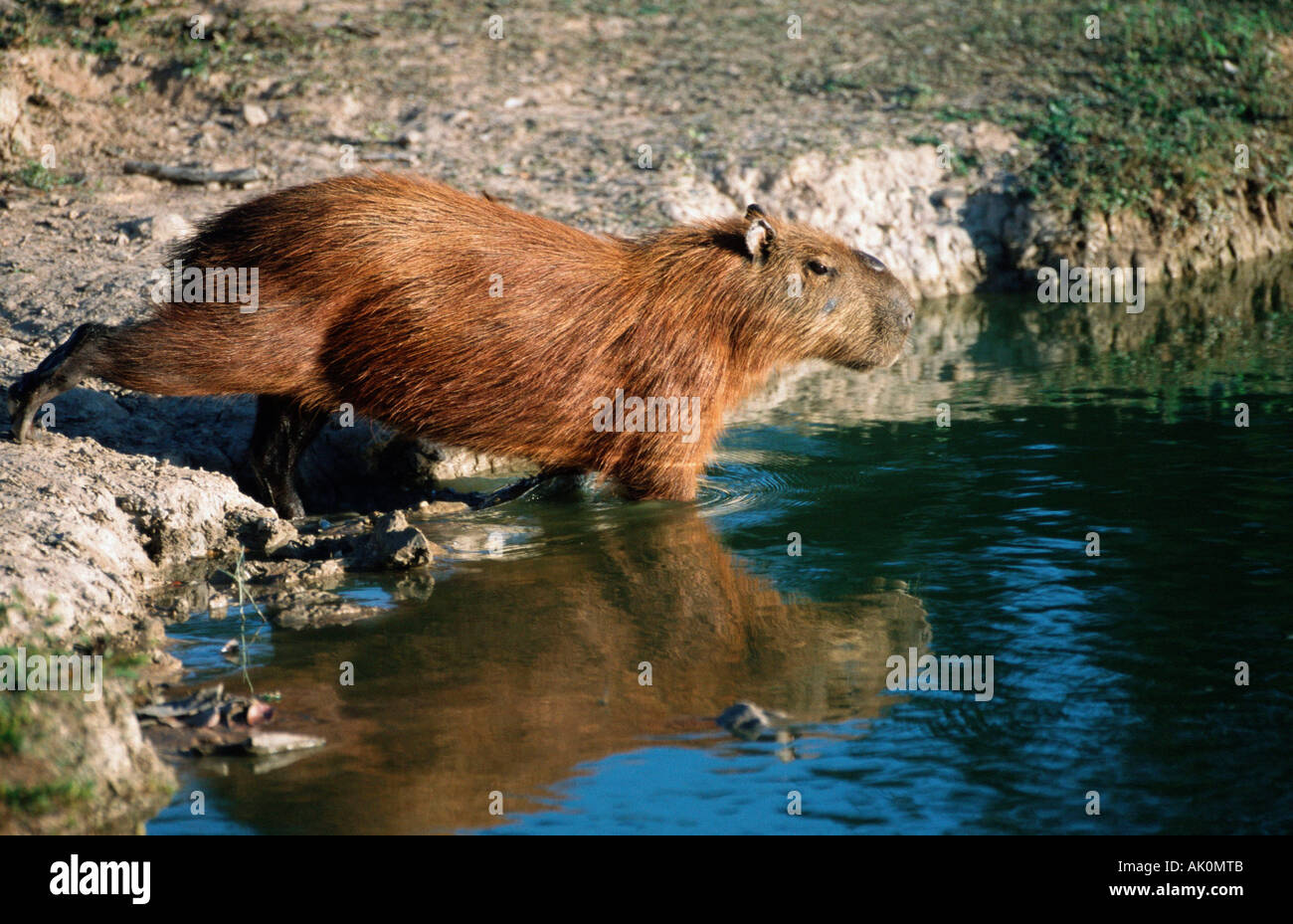 Carpincho / Capybara Stock Photo - Alamy