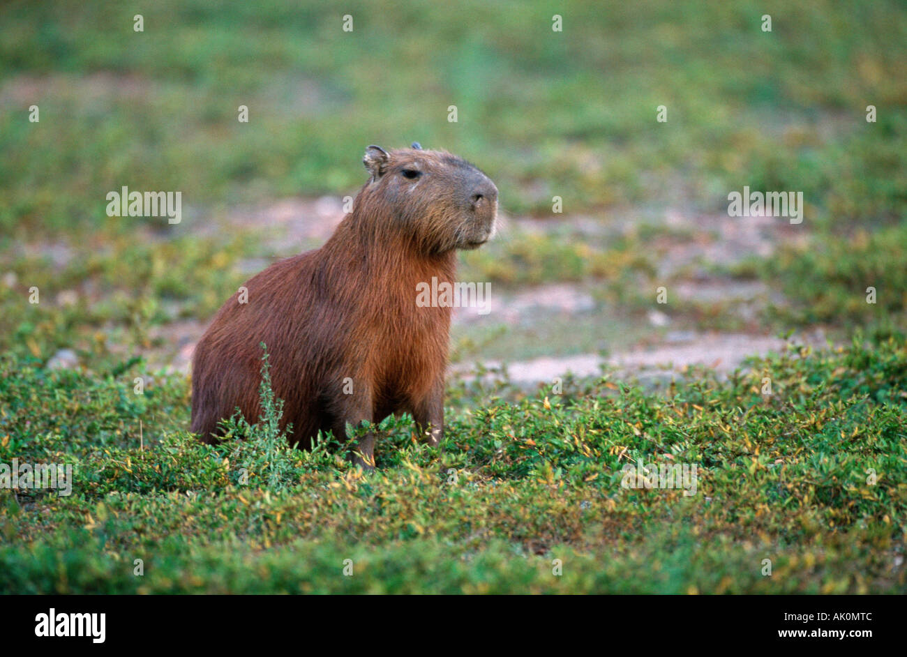 Carpincho / Capybara Stock Photo - Alamy