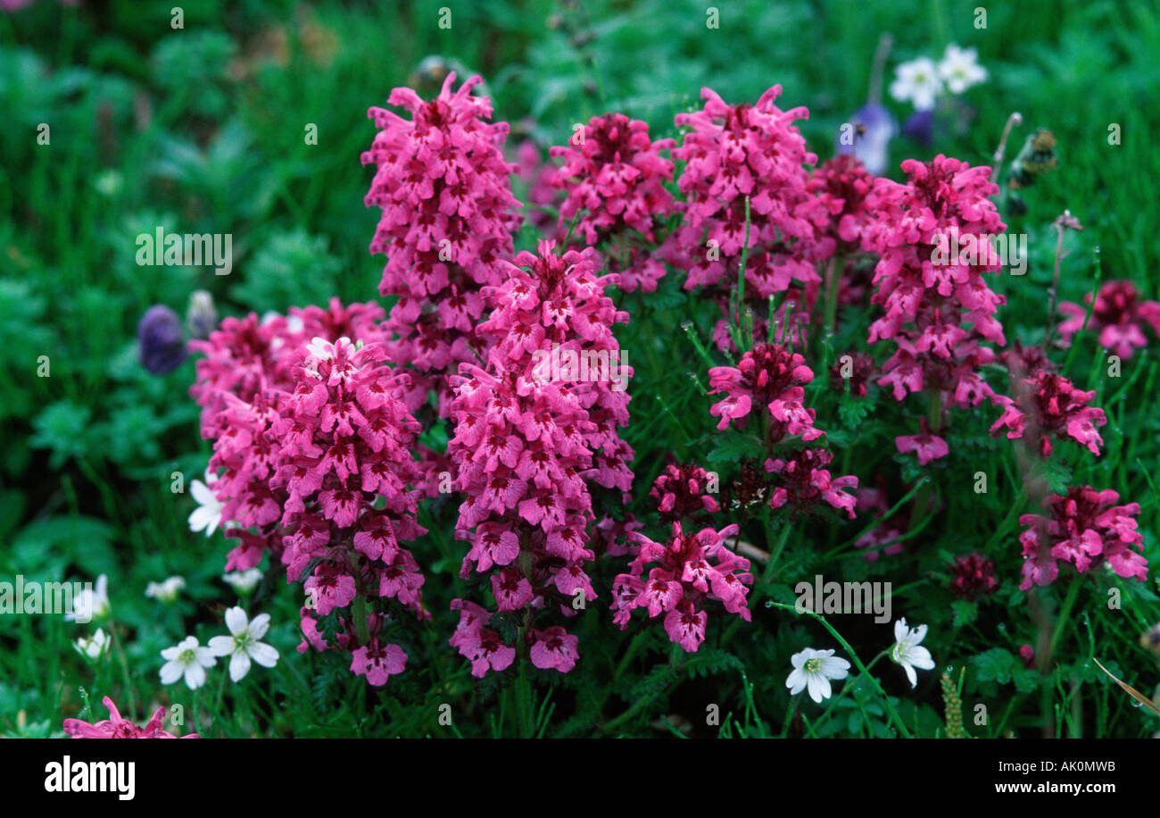 Woolly lousewort hi-res stock photography and images - Alamy