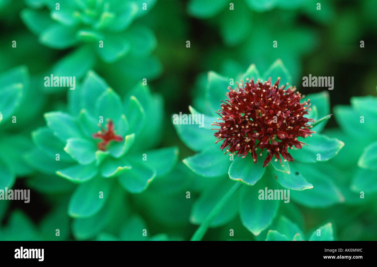 Roseroot sedum rosea hi-res stock photography and images - Alamy