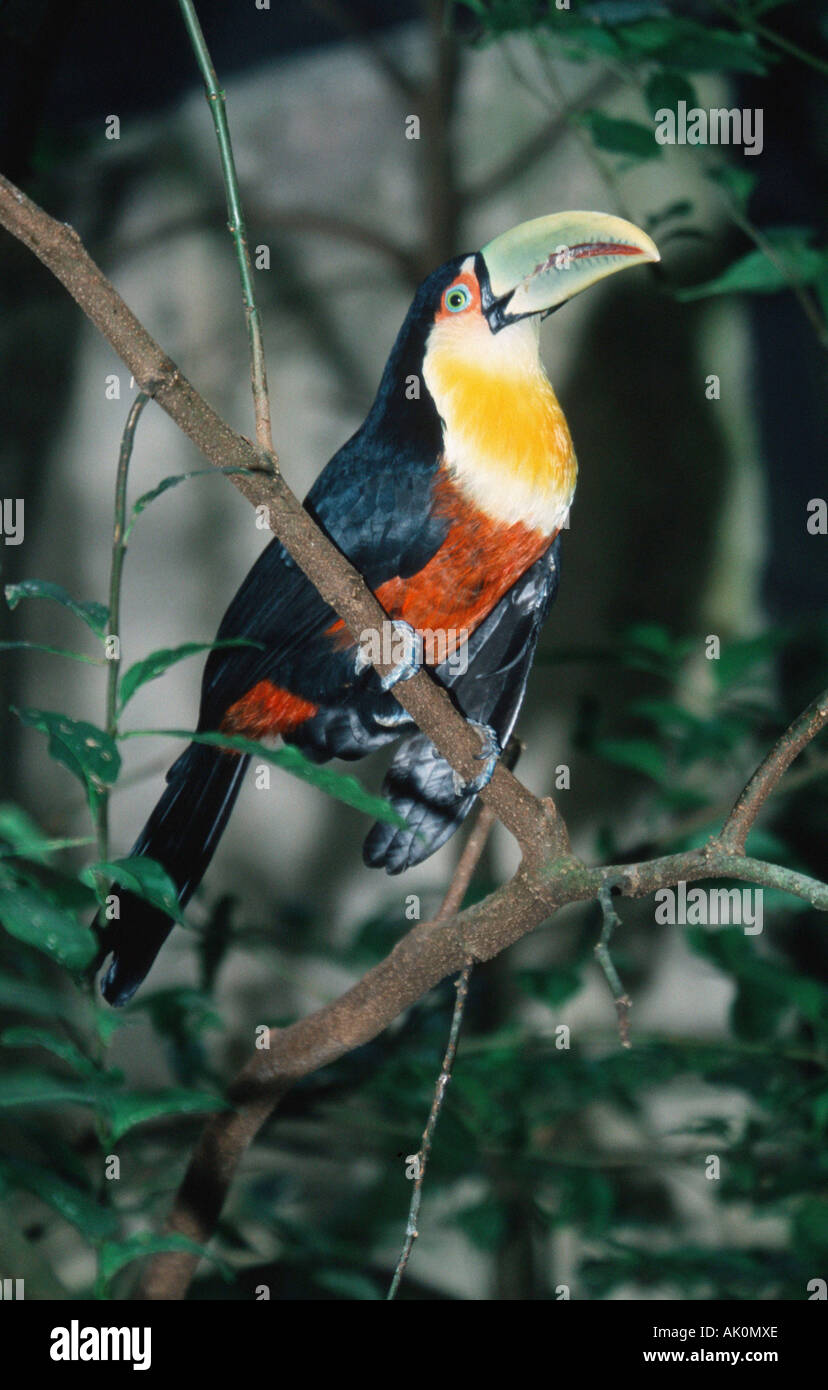 Iguazu national park toucan hi-res stock photography and images - Alamy