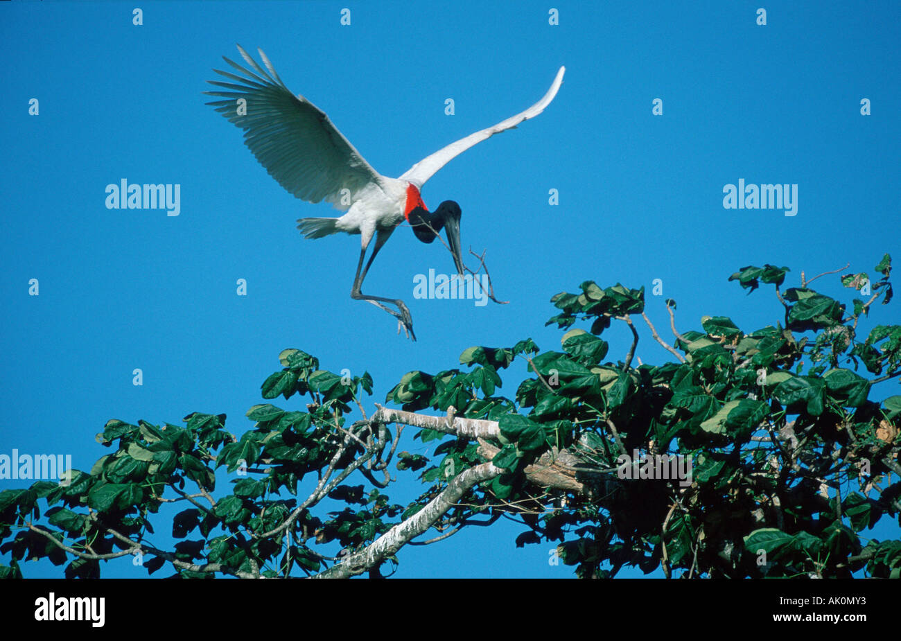 Jabiru storks flying hi-res stock photography and images - Alamy