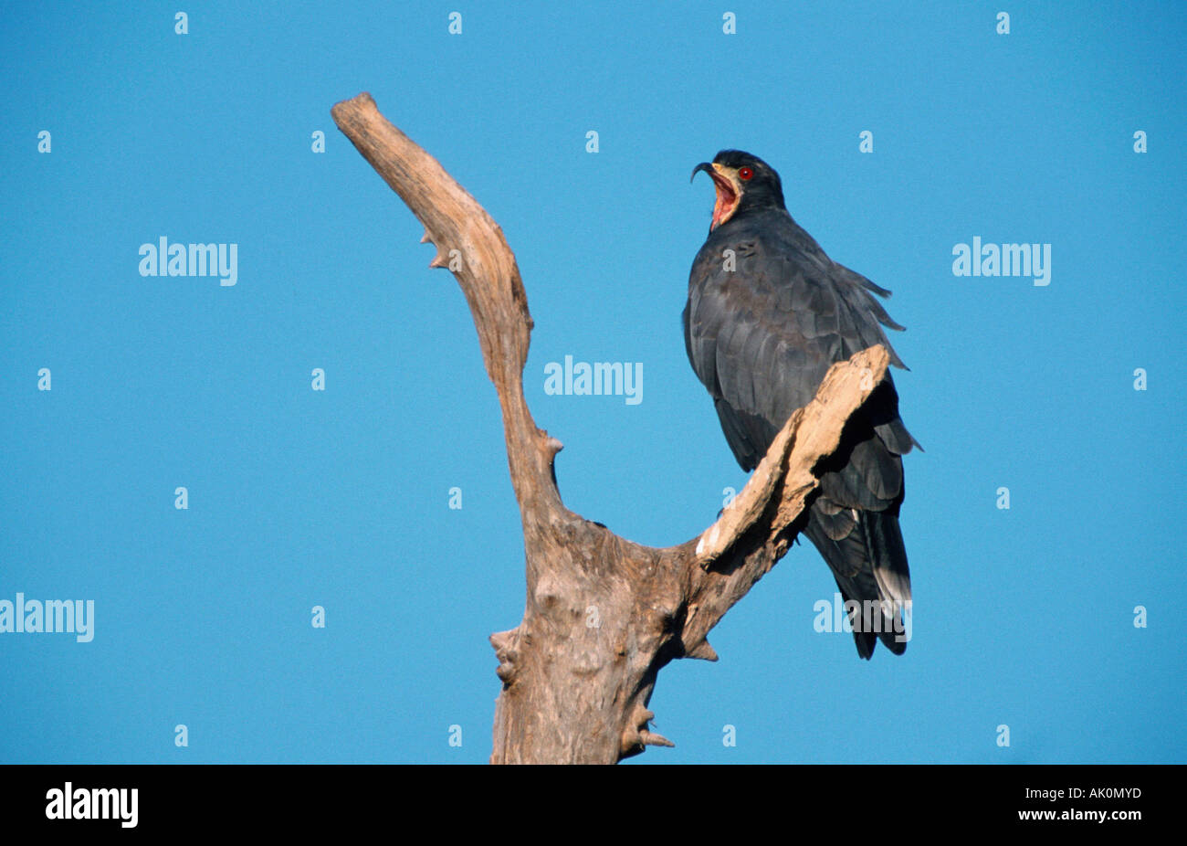 Everglade kite hi-res stock photography and images - Alamy