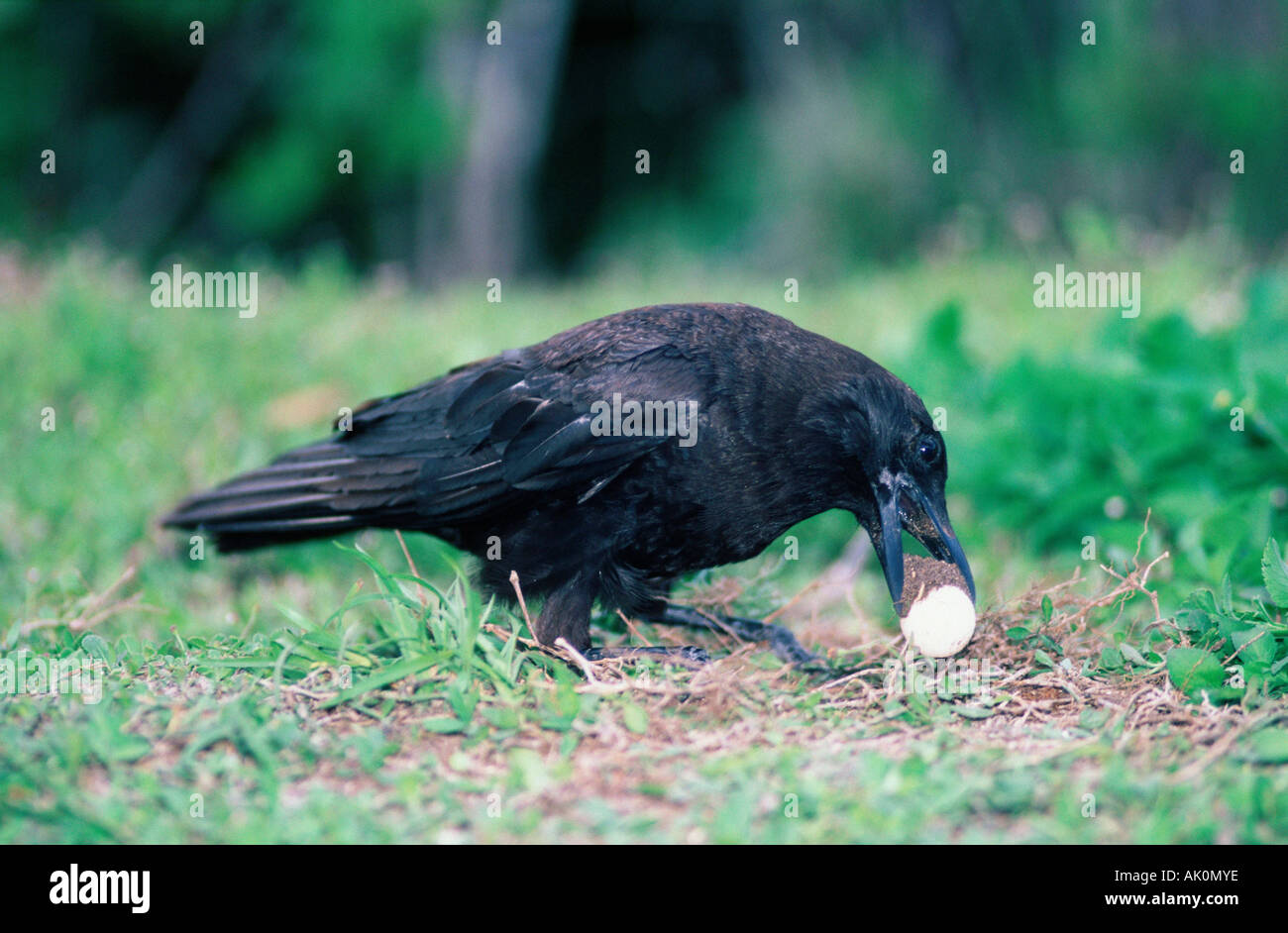 Crows eggs hi-res stock photography and images - Alamy