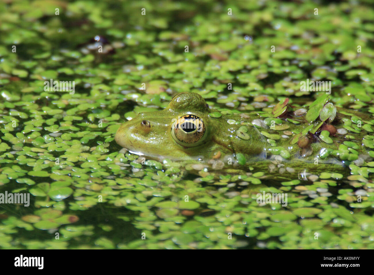 European Edible Frog (Pelophylax kl. esculentus) resting in a duckweed ...