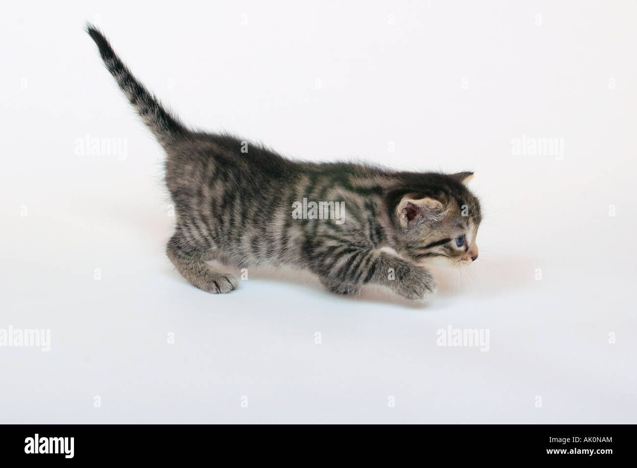 Cat creeping inside hi-res stock photography and images - Alamy