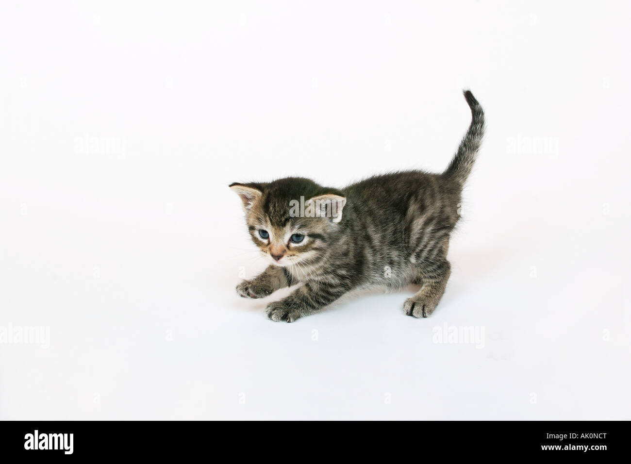 domestic cat - kitten - cut out Stock Photo - Alamy