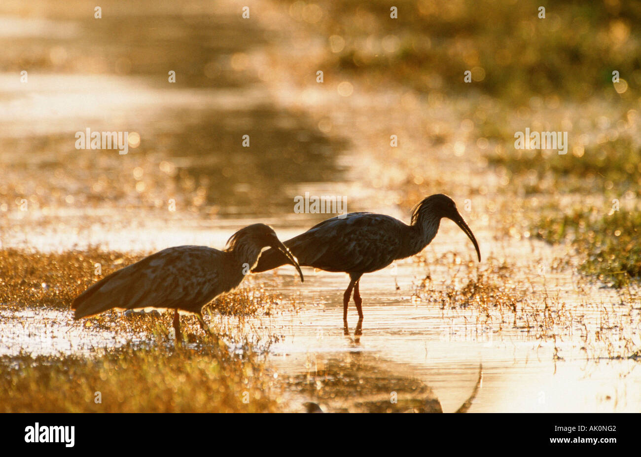 Limpkins hi-res stock photography and images - Alamy