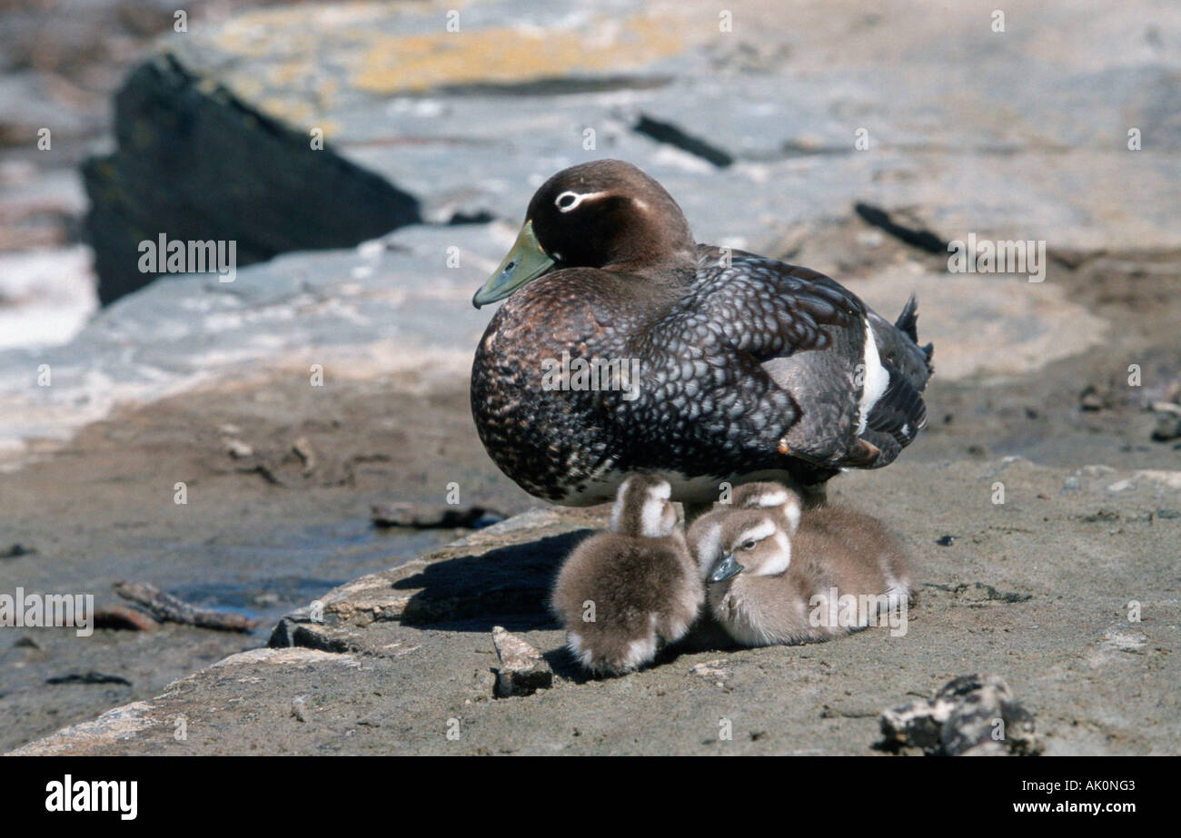Steamerduck hi-res stock photography and images - Alamy