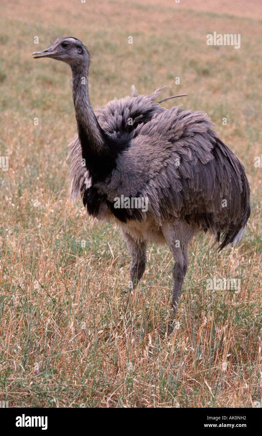 Ventana americana hi-res stock photography and images - Alamy