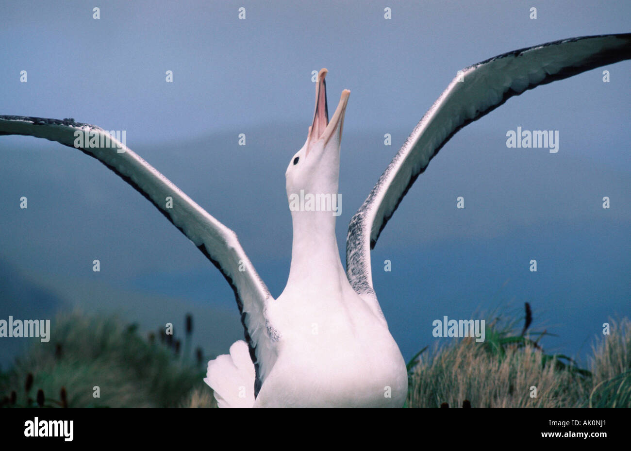 Auckland islands and albatross hi-res stock photography and images - Alamy